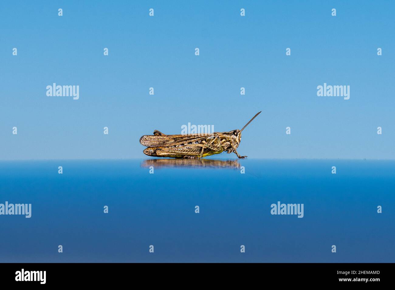 Insekt biologie hi-res stock photography and images - Alamy