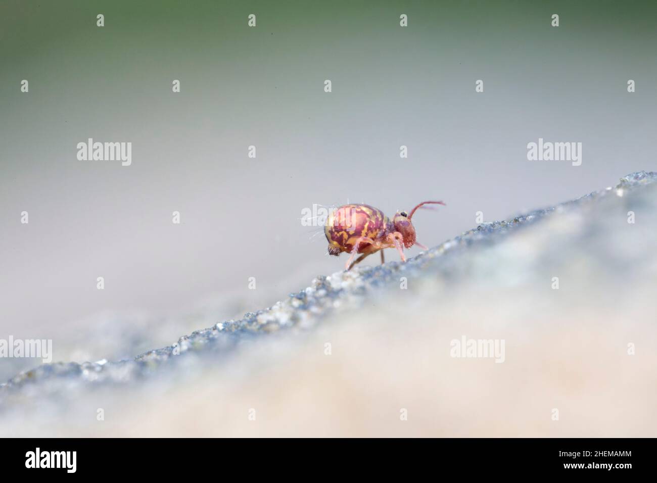 Globular springtail Dicyrtomina ornata or fusca in very close view ...