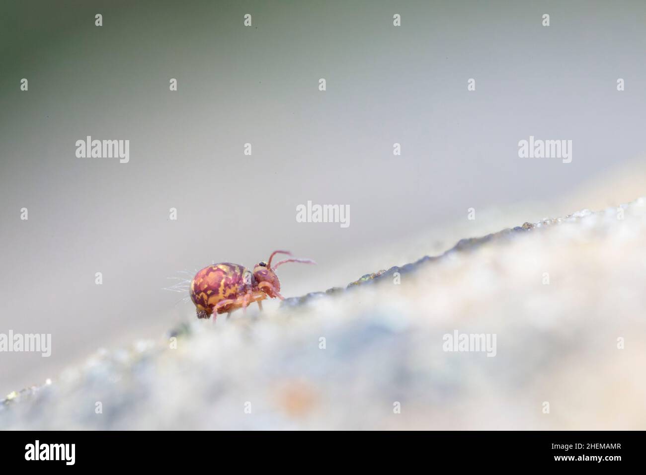Globular springtail Dicyrtomina ornata or fusca in very close view ...