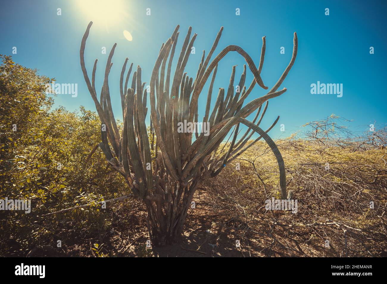 Cactus plant in Dominican republic. Huge succulent more 2 meters. Photo ...