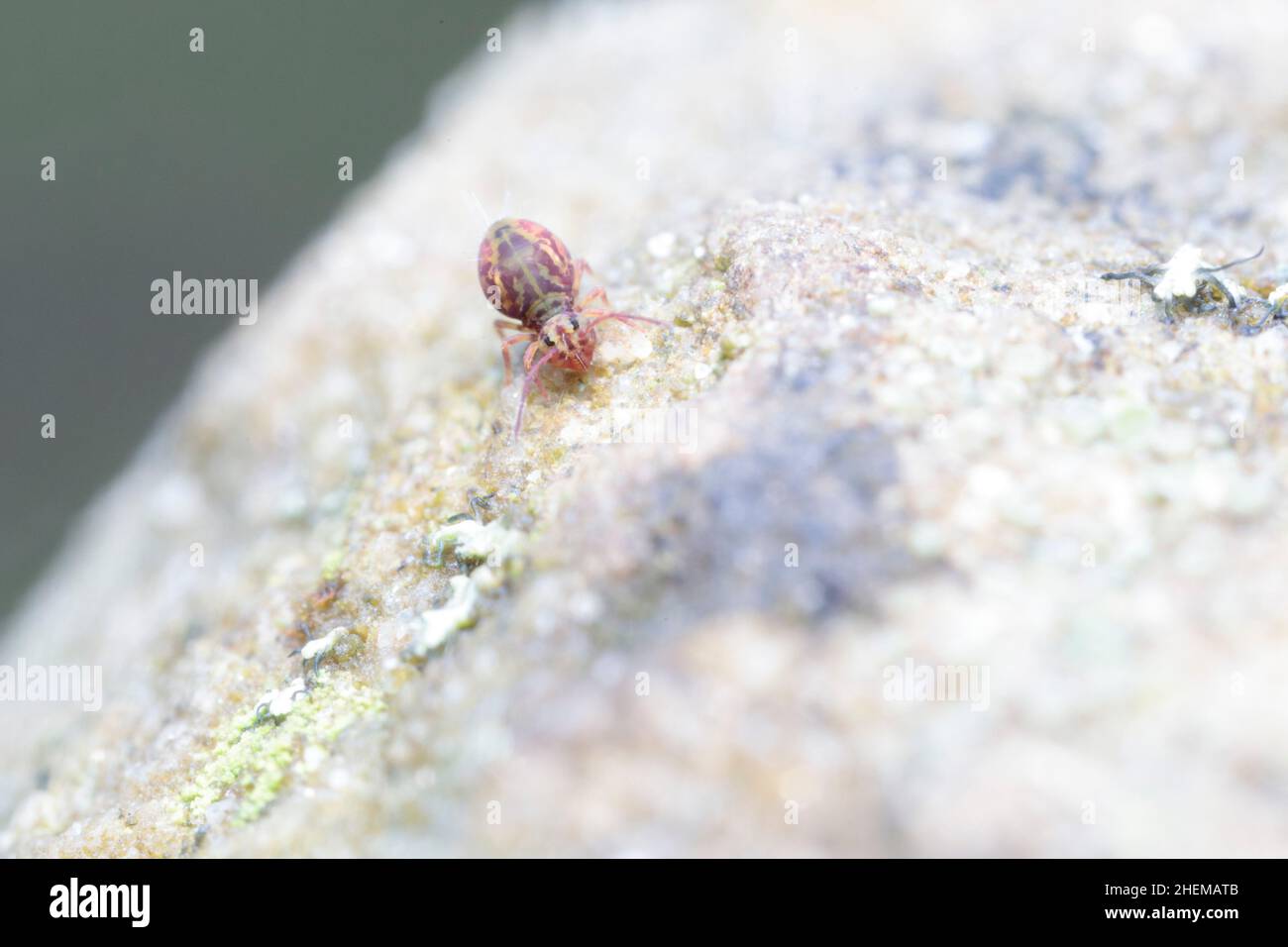 Globular springtail Dicyrtomina ornata or fusca in very close view ... Globular springtail Dicyrtomina ornata or fusca in very close view ...