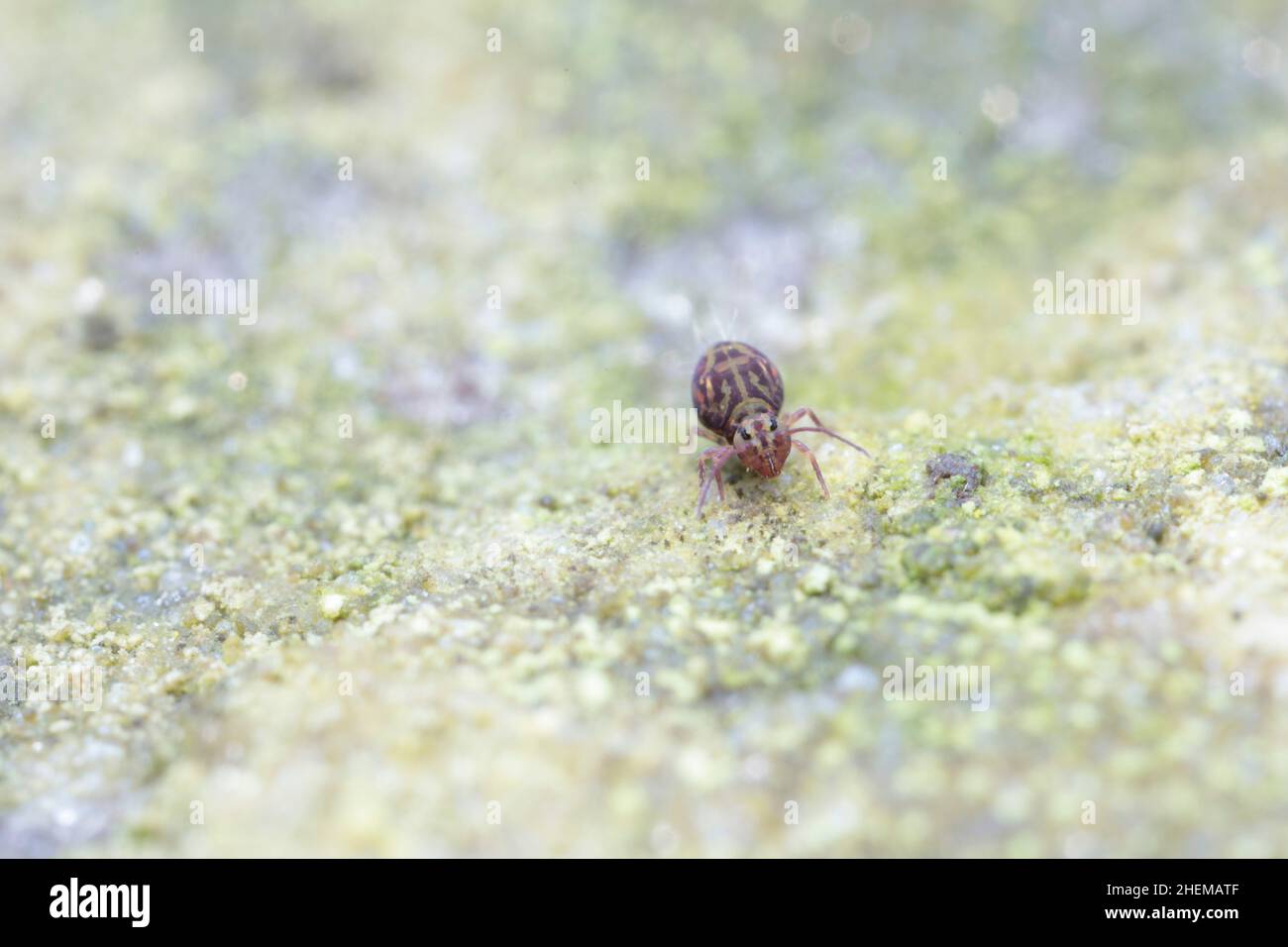 Globular springtail Dicyrtomina ornata or fusca in very close view ...