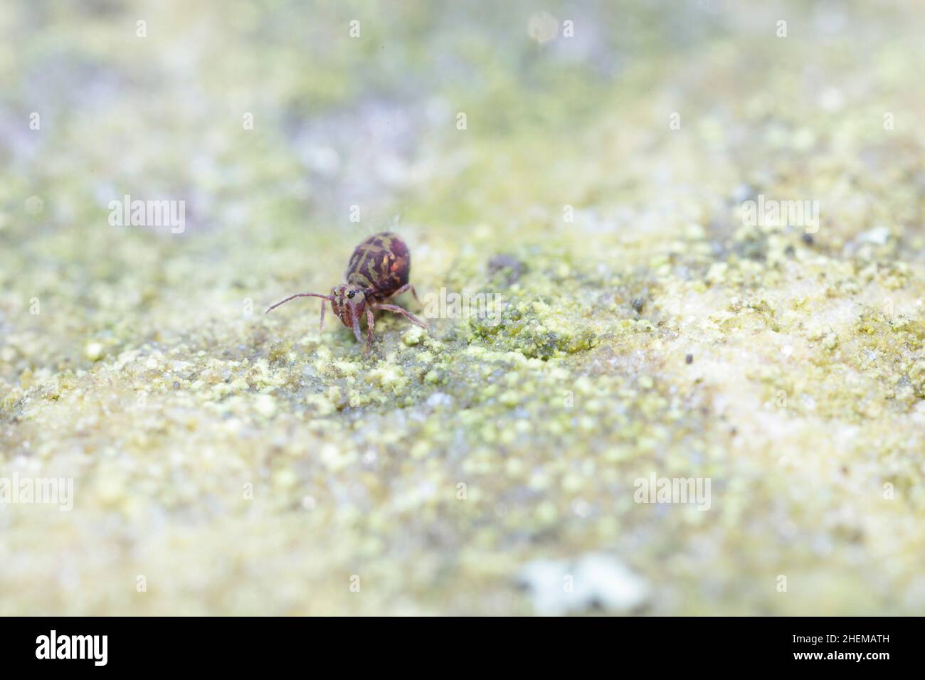 Globular springtail Dicyrtomina ornata or fusca in very close view ...