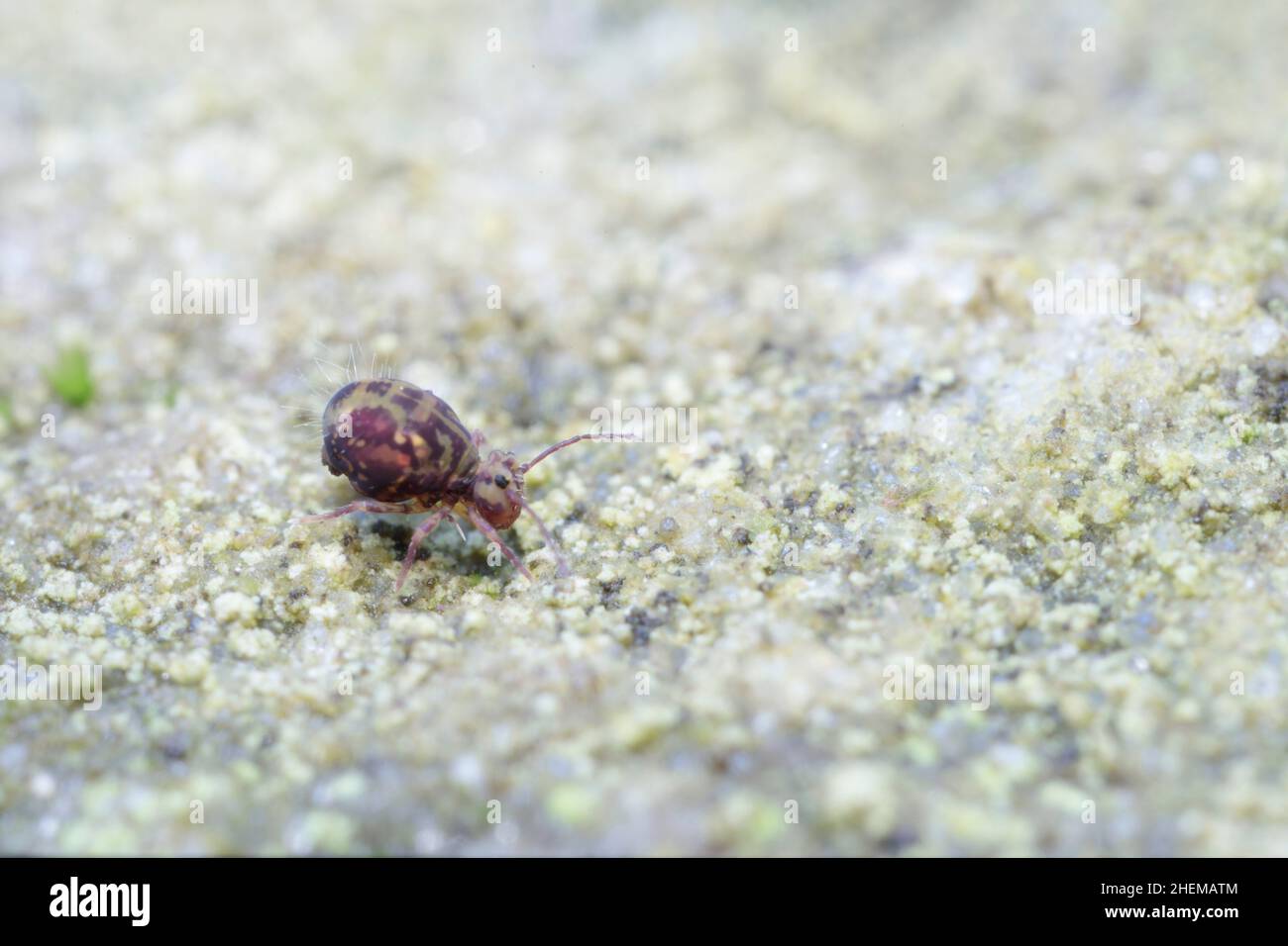 Globular springtail Dicyrtomina ornata or fusca in very close view ...