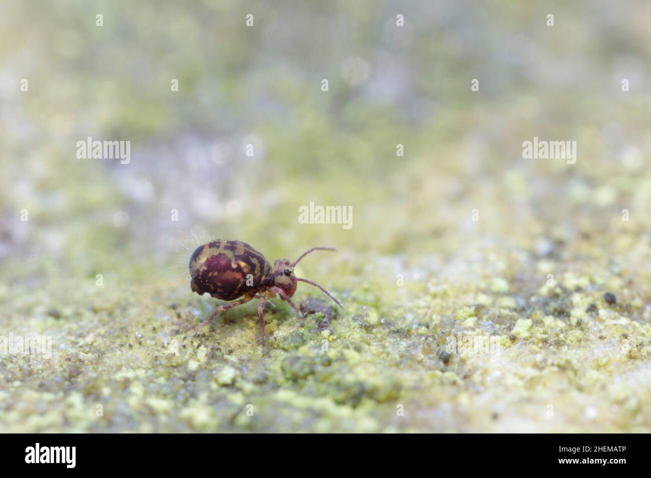 Globular springtail Dicyrtomina ornata or fusca in very close view ...