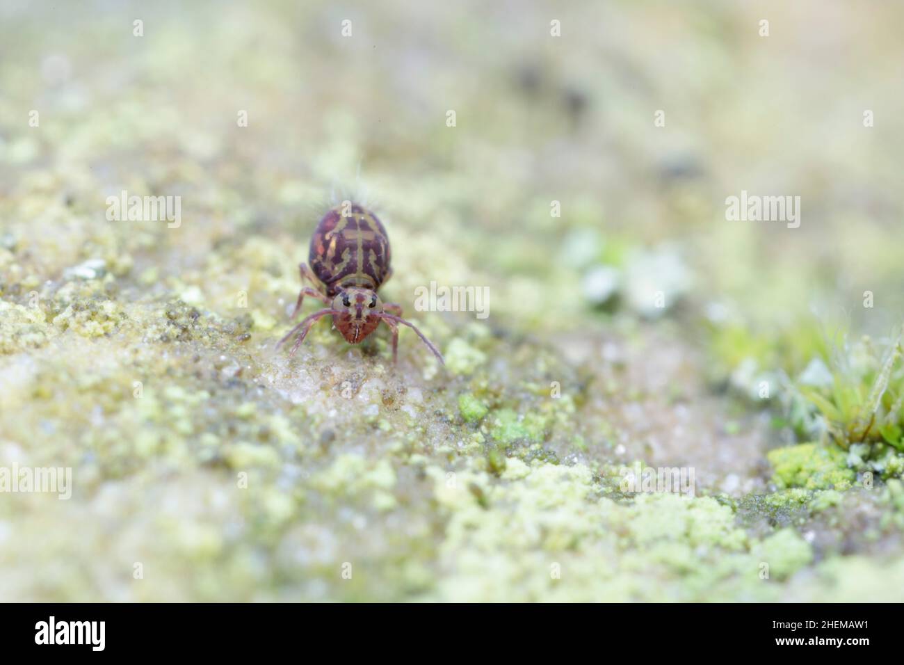 Globular springtail Dicyrtomina ornata or fusca in very close view ...