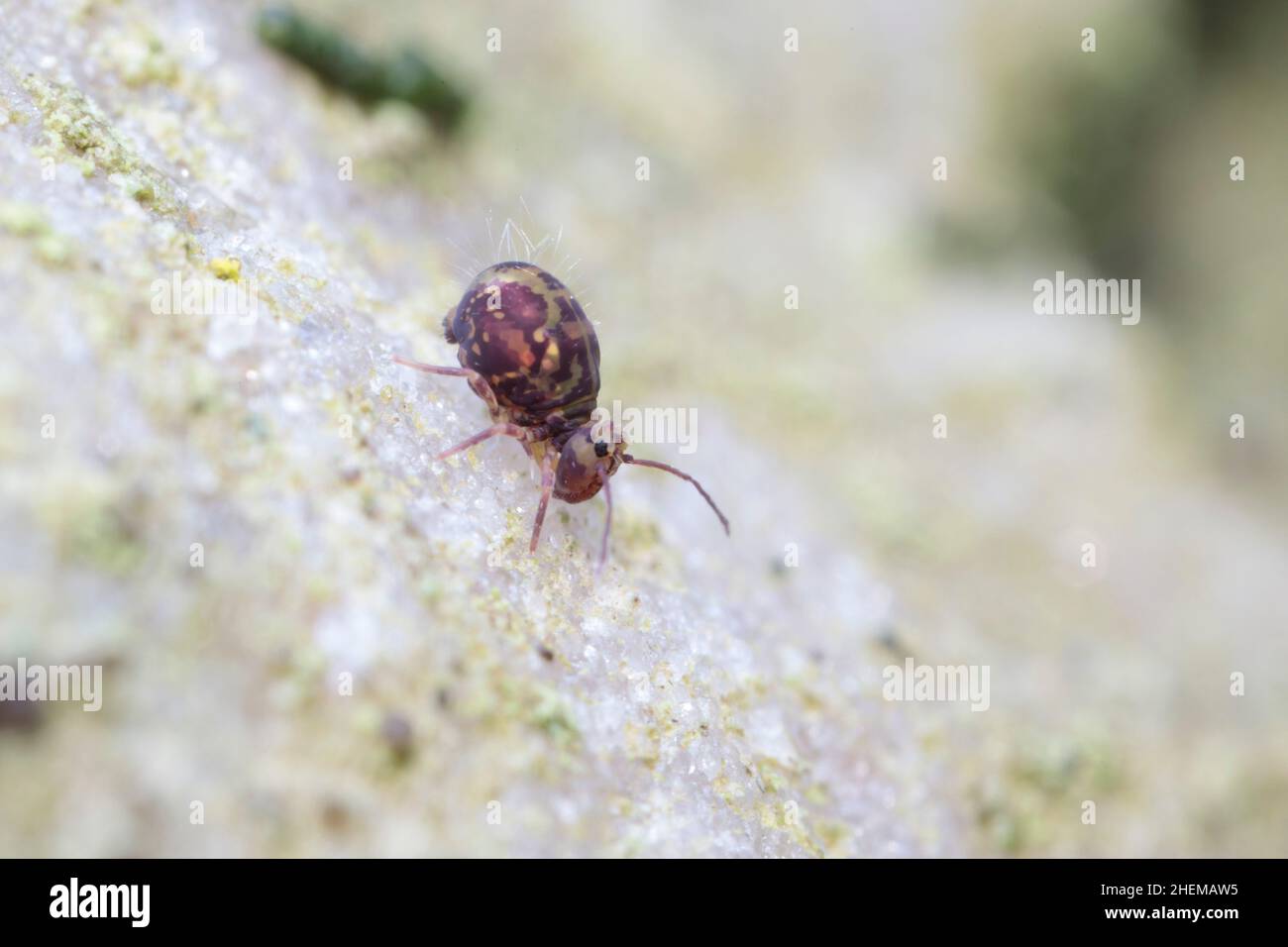 Globular springtail Dicyrtomina ornata or fusca in very close view ...