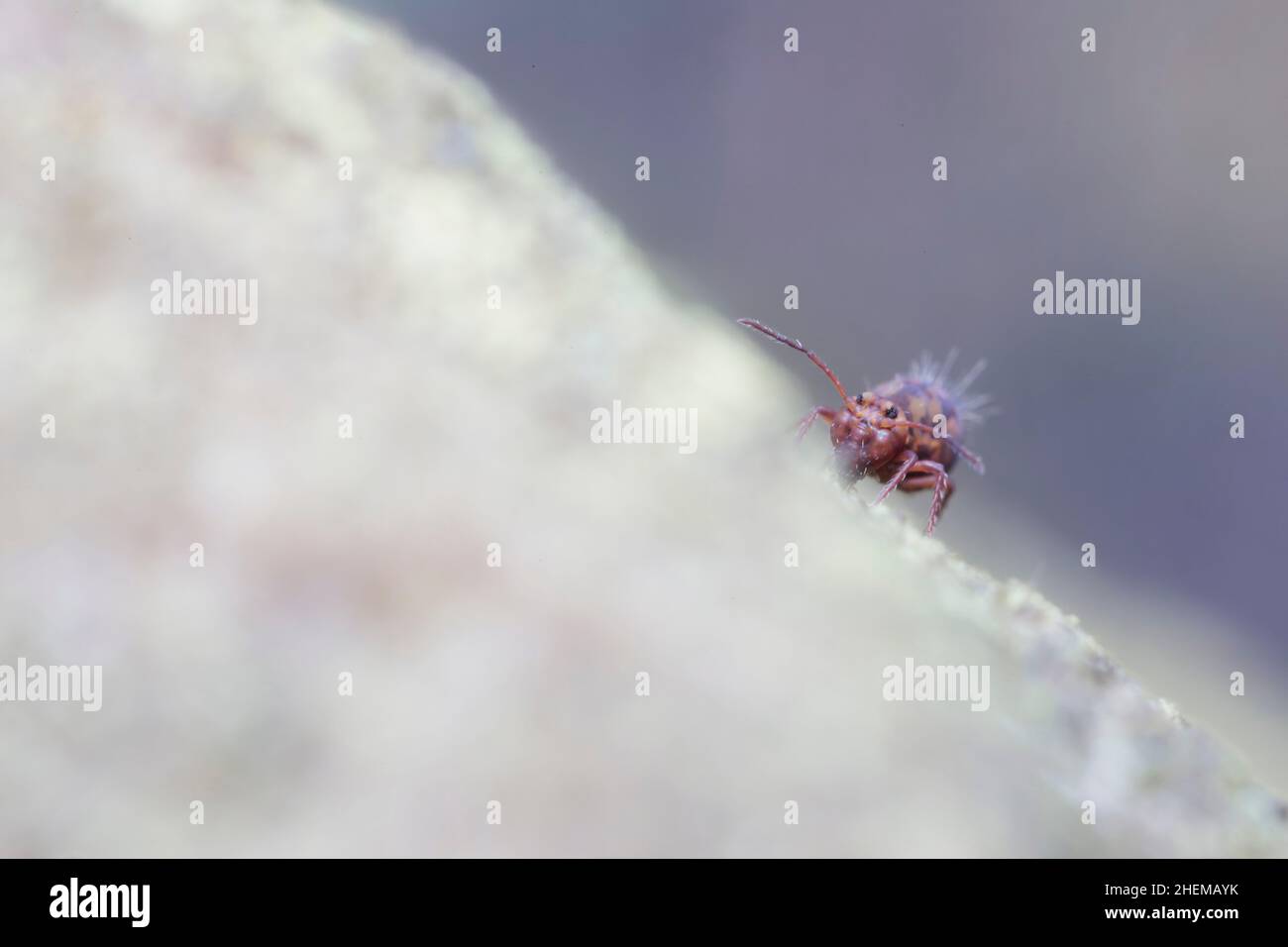 Globular springtail Dicyrtomina ornata or fusca in very close view ...