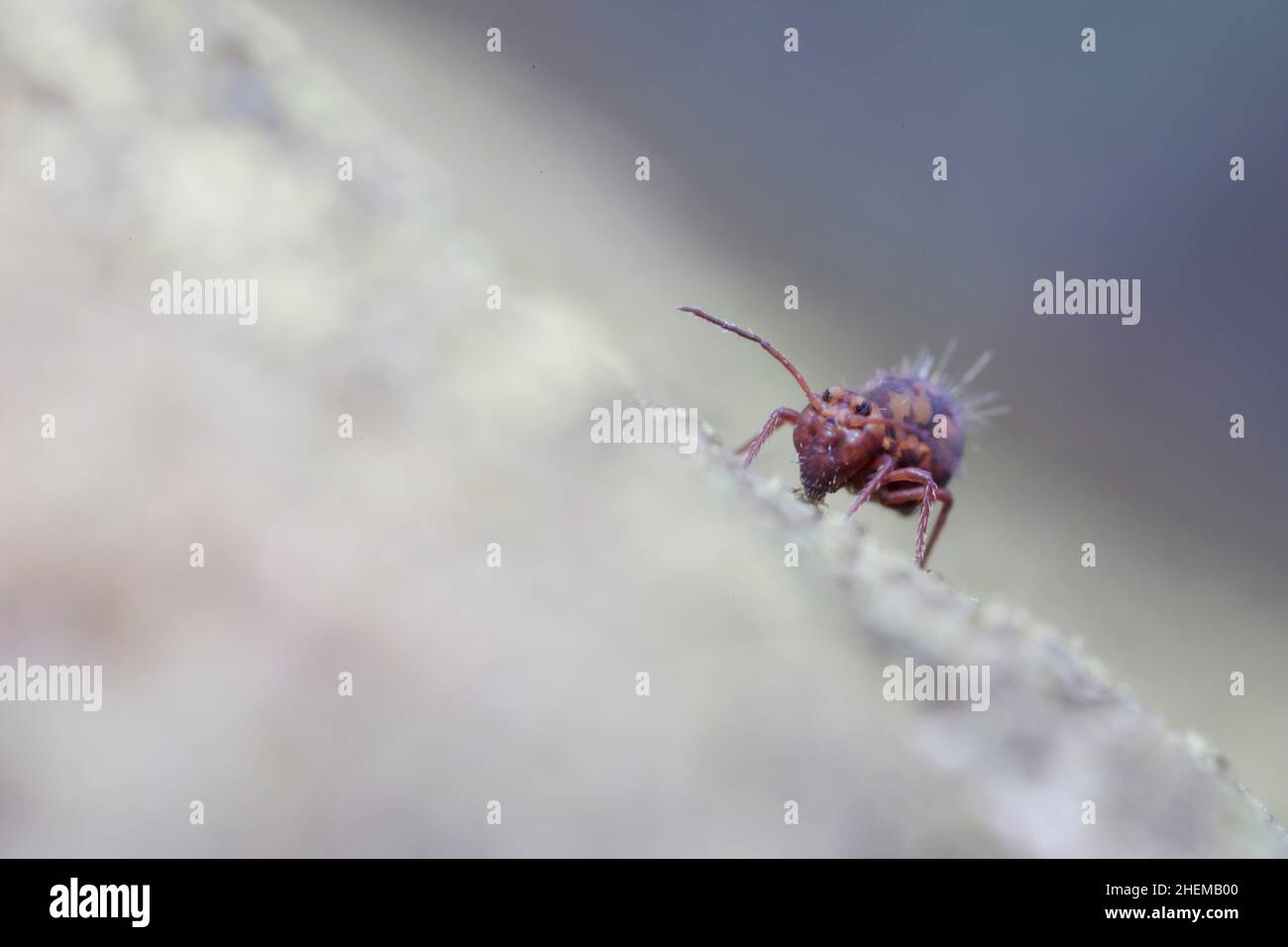 Globular springtail Dicyrtomina ornata or fusca in very close view ...