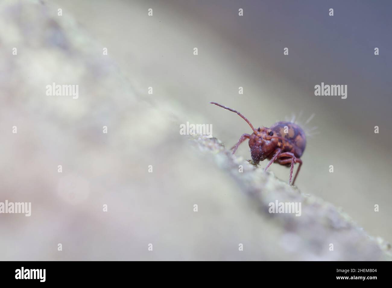 Globular springtail Dicyrtomina ornata or fusca in very close view ...