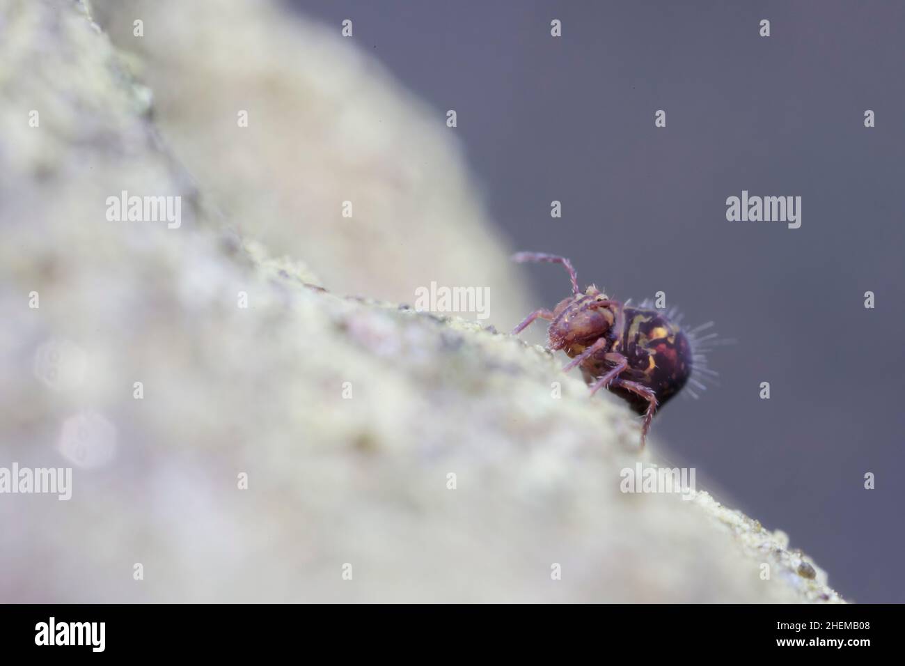Globular springtail Dicyrtomina ornata or fusca in very close view ...