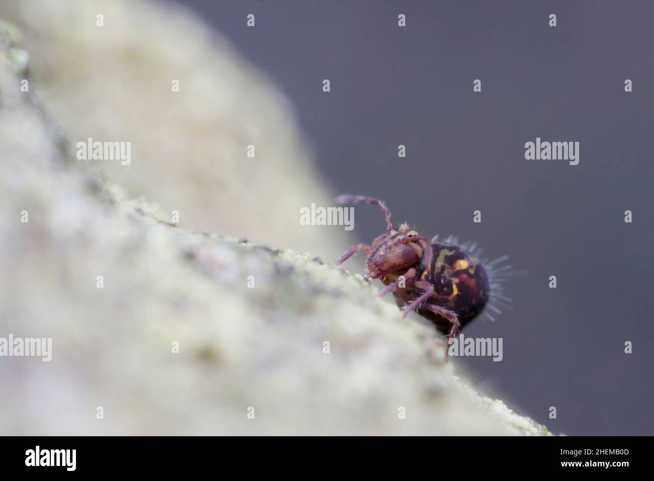 Globular springtail Dicyrtomina ornata or fusca in very close view ...