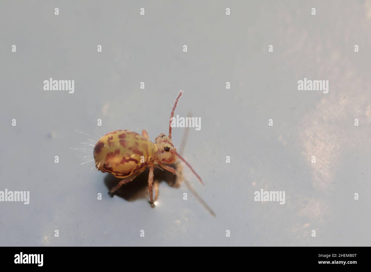 Globular springtail Dicyrtomina ornata or fusca in very close view ...
