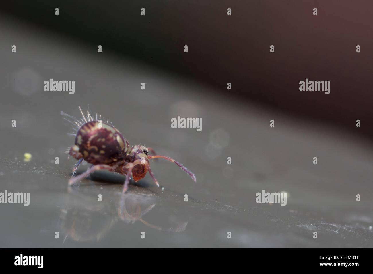 Globular springtail Dicyrtomina ornata or fusca in very close view ...