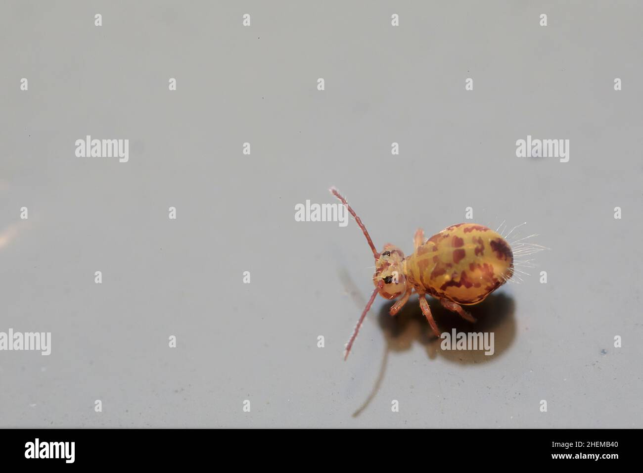 Globular springtail Dicyrtomina ornata or fusca in very close view ...