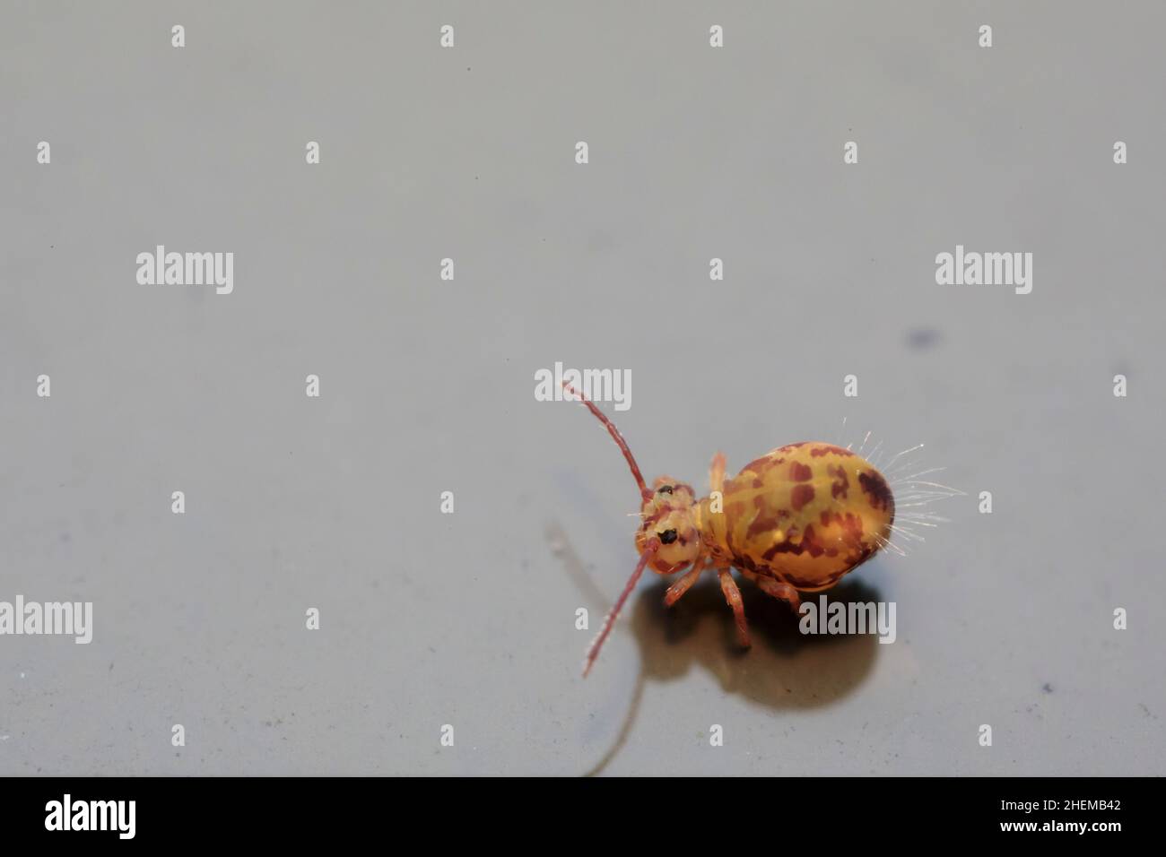 Globular springtail Dicyrtomina ornata or fusca in very close view ...