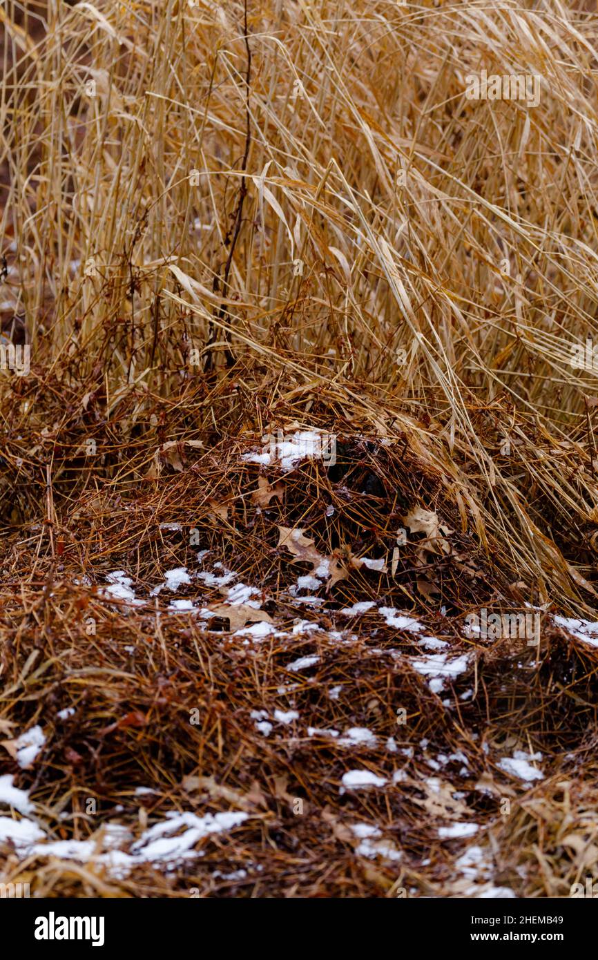 Tall dead grass hi-res stock photography and images - Alamy