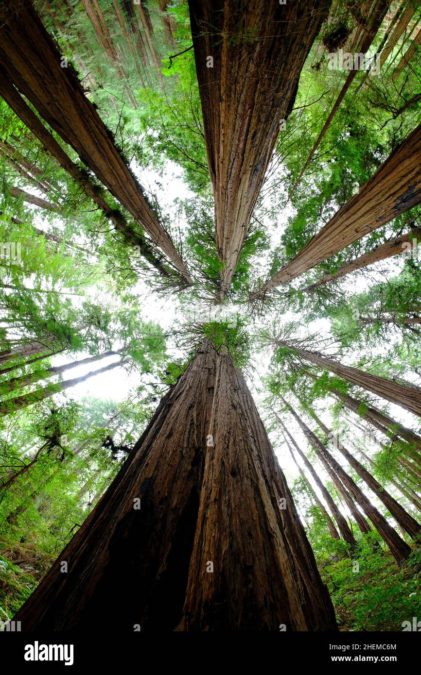 Muir Woods Redwood Forest tall trees in California Stock Photo - Alamy