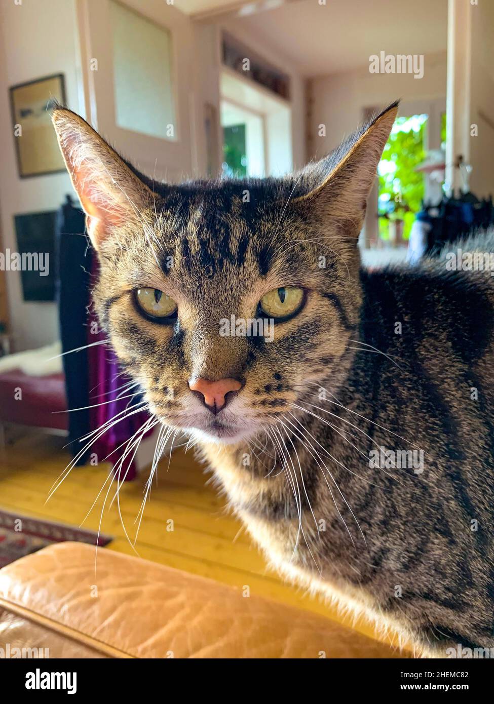 Snugglebun hi-res stock photography and images - Alamy