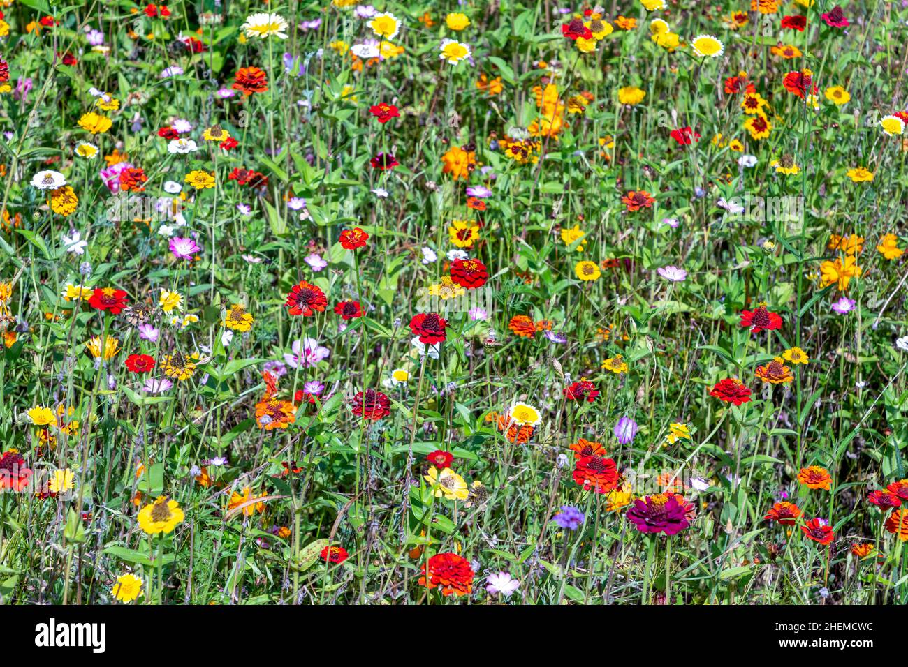 beautiful multi colored wild flower meadow in nature Stock Photo - Alamy