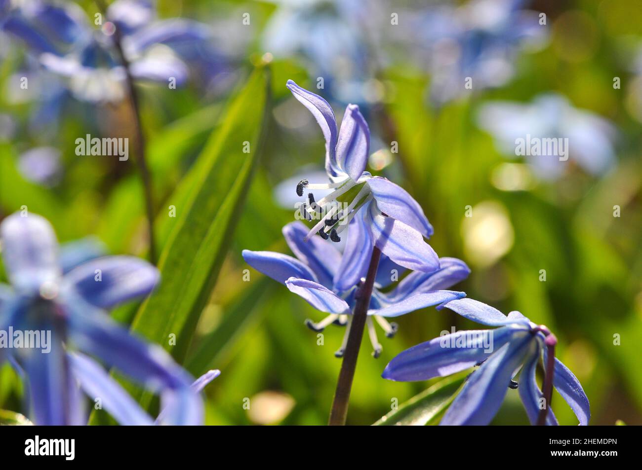 Blue scylla flowers in the early spring with blured background. High ...