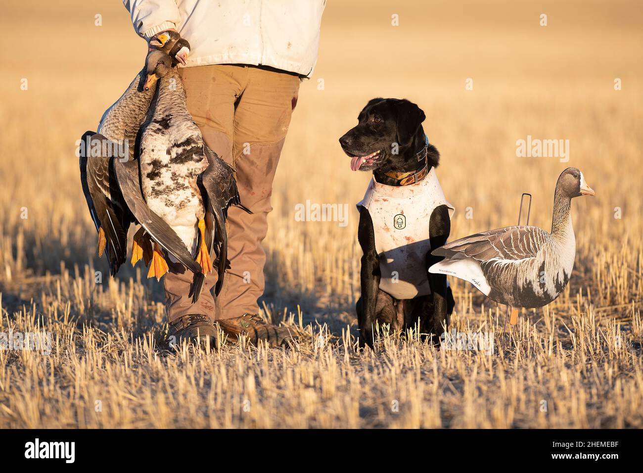 A goose hunter and his Black Labrador Retriever Stock Photo - Alamy