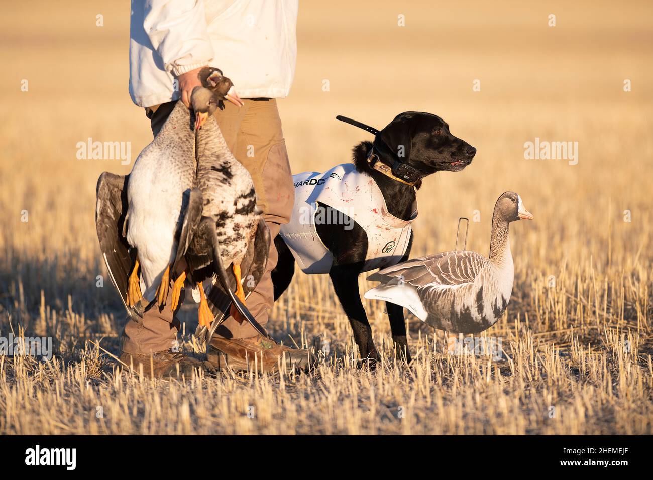 A goose hunter and his Black Labrador Retriever Stock Photo - Alamy