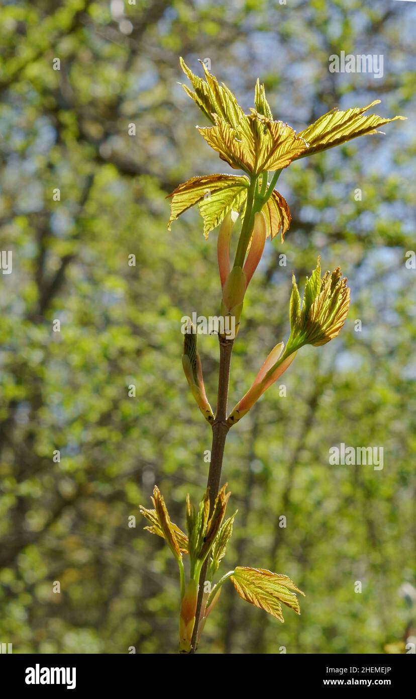 Spring landscape. Young leaves on the tree. A blossoming branch ...