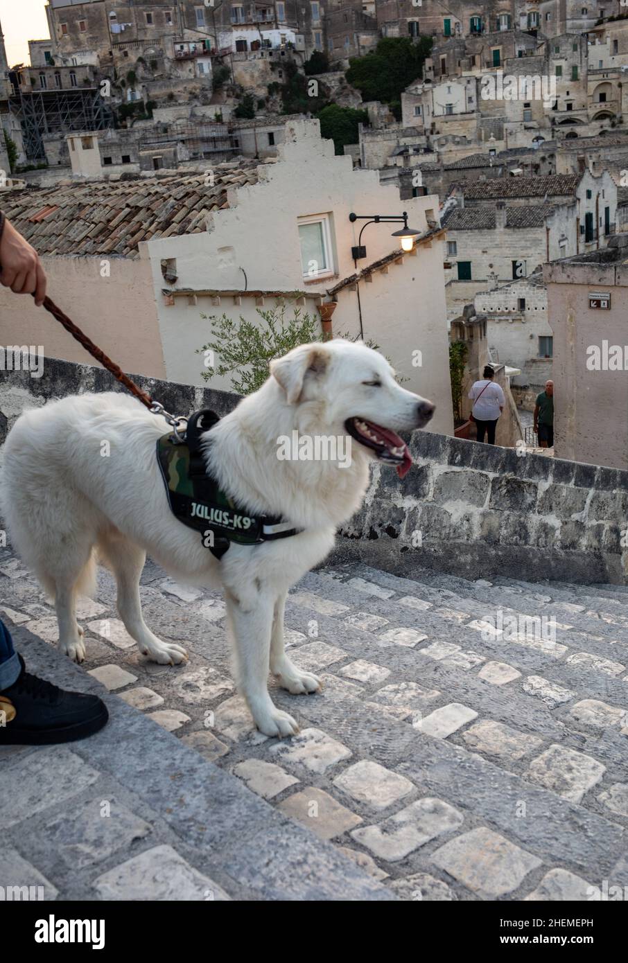 Maremma abruzzo shepherd dog hi-res stock photography and images - Alamy