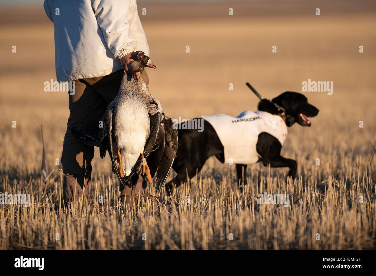 A goose hunter and his Black Labrador Retriever Stock Photo - Alamy