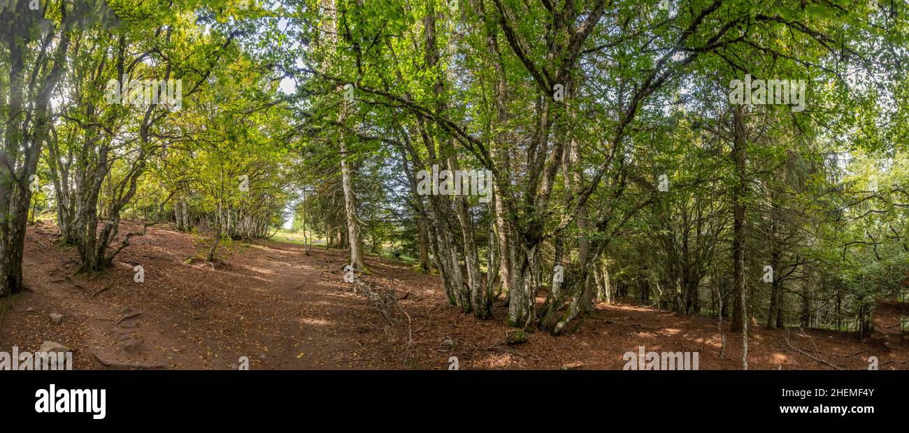 scenic forest at the mountain of petit Ballon in the Alsace region of ...