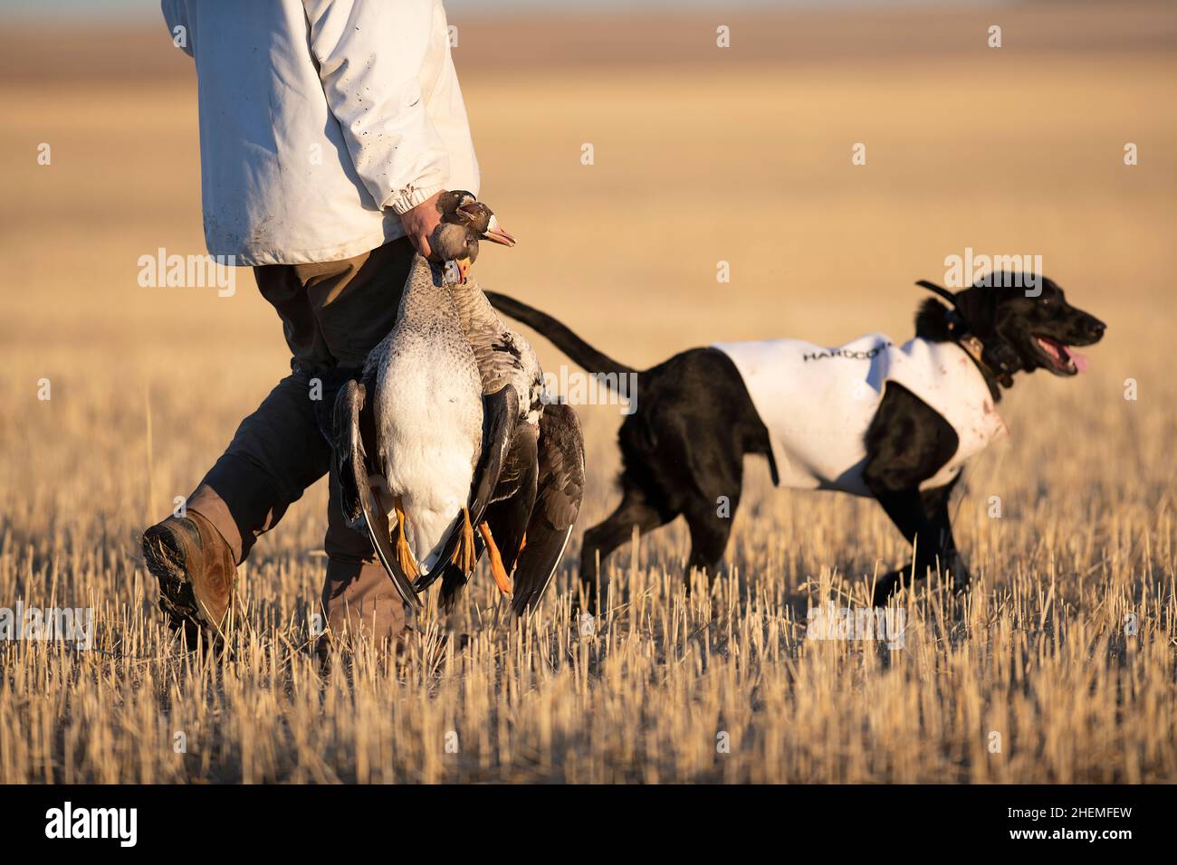 A goose hunter and his Black Labrador Retriever Stock Photo - Alamy