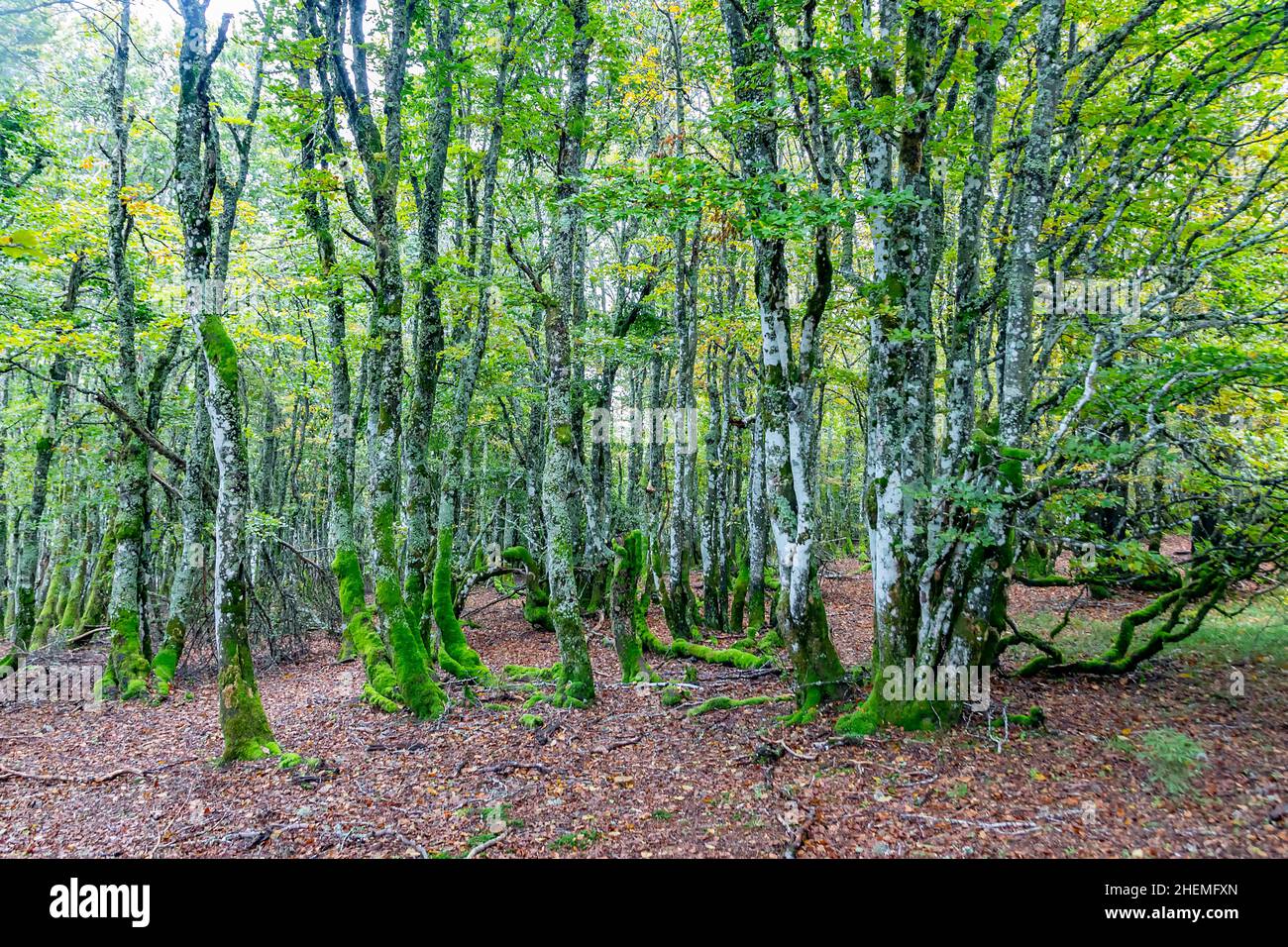 scenic old alder forest at Stosswihr, Alsace Stock Photo - Alamy