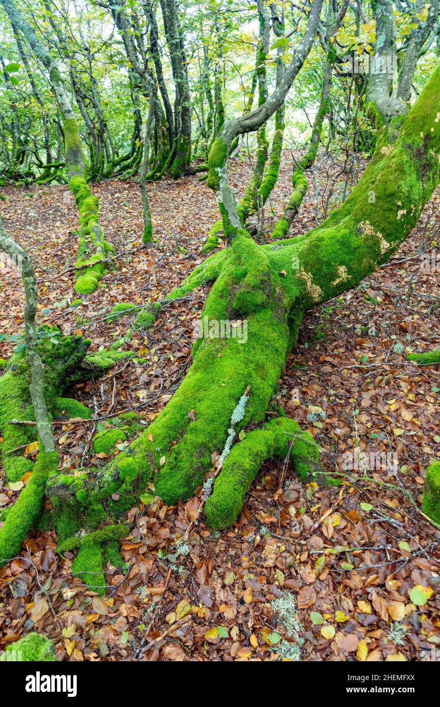 scenic old alder forest at Stosswihr, Alsace Stock Photo - Alamy