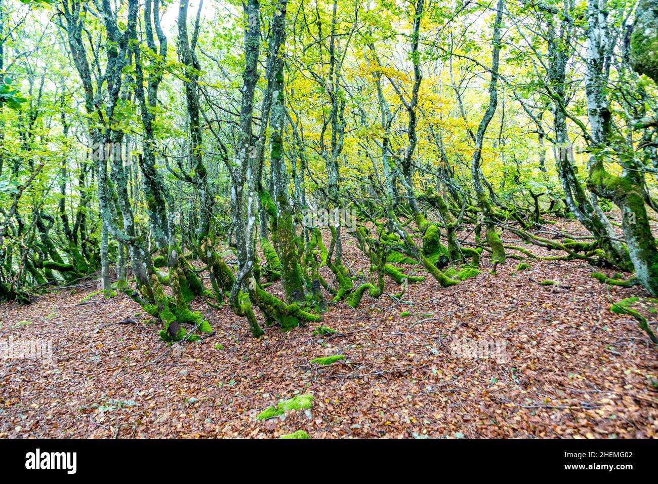 scenic old alder forest at Stosswihr, Alsace Stock Photo - Alamy