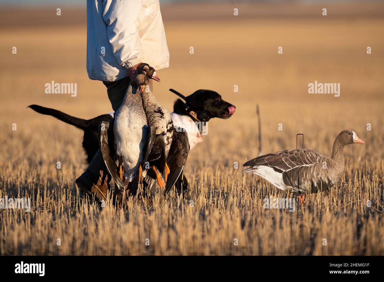 A goose hunter and his Black Labrador Retriever Stock Photo - Alamy