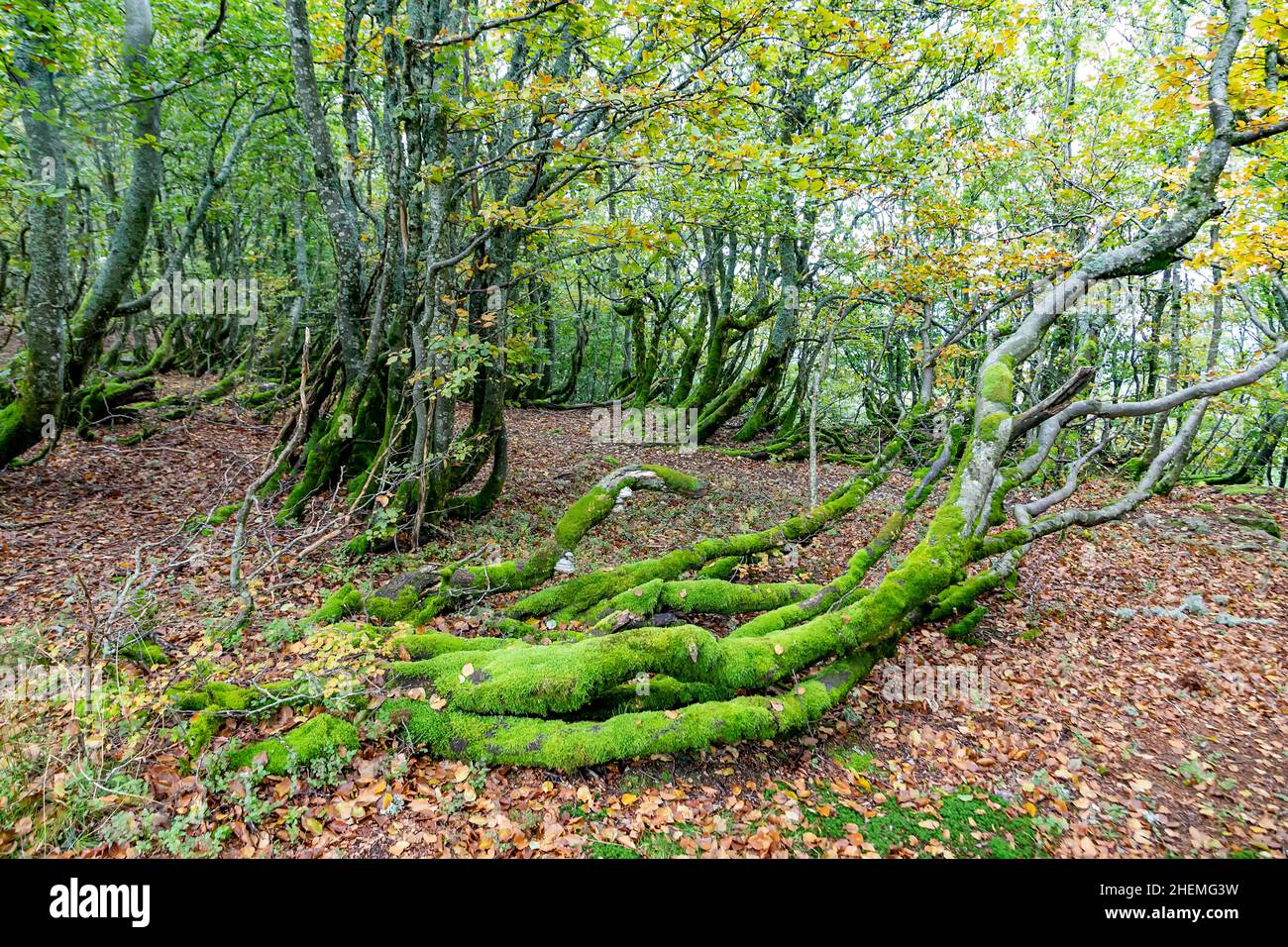 scenic old alder forest at Stosswihr, Alsace Stock Photo - Alamy