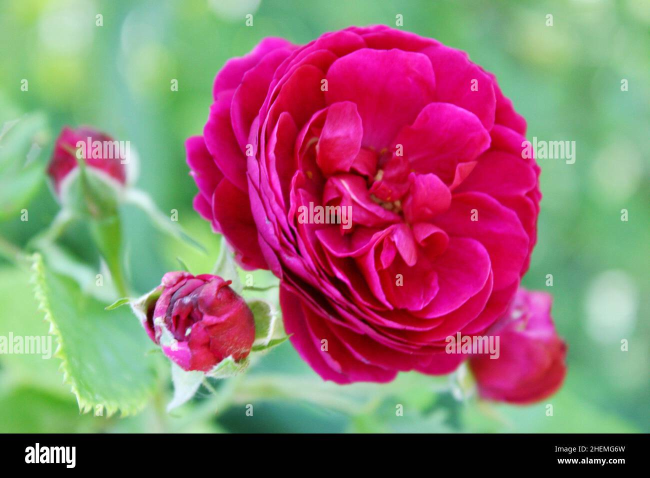 Fresh bright rose flower growing in garden close up Stock Photo - Alamy