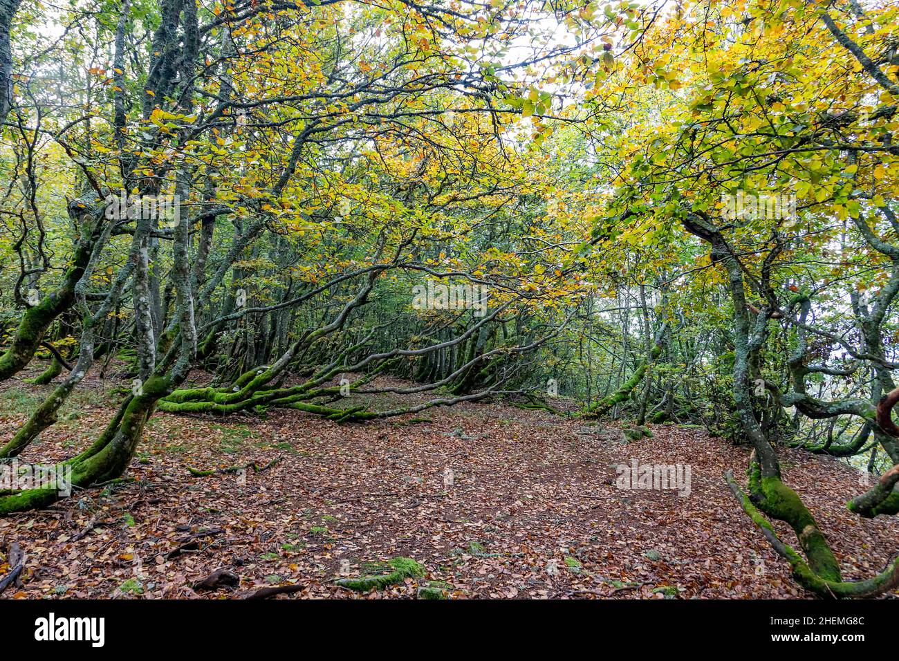 scenic old alder forest at Stosswihr, Alsace Stock Photo - Alamy