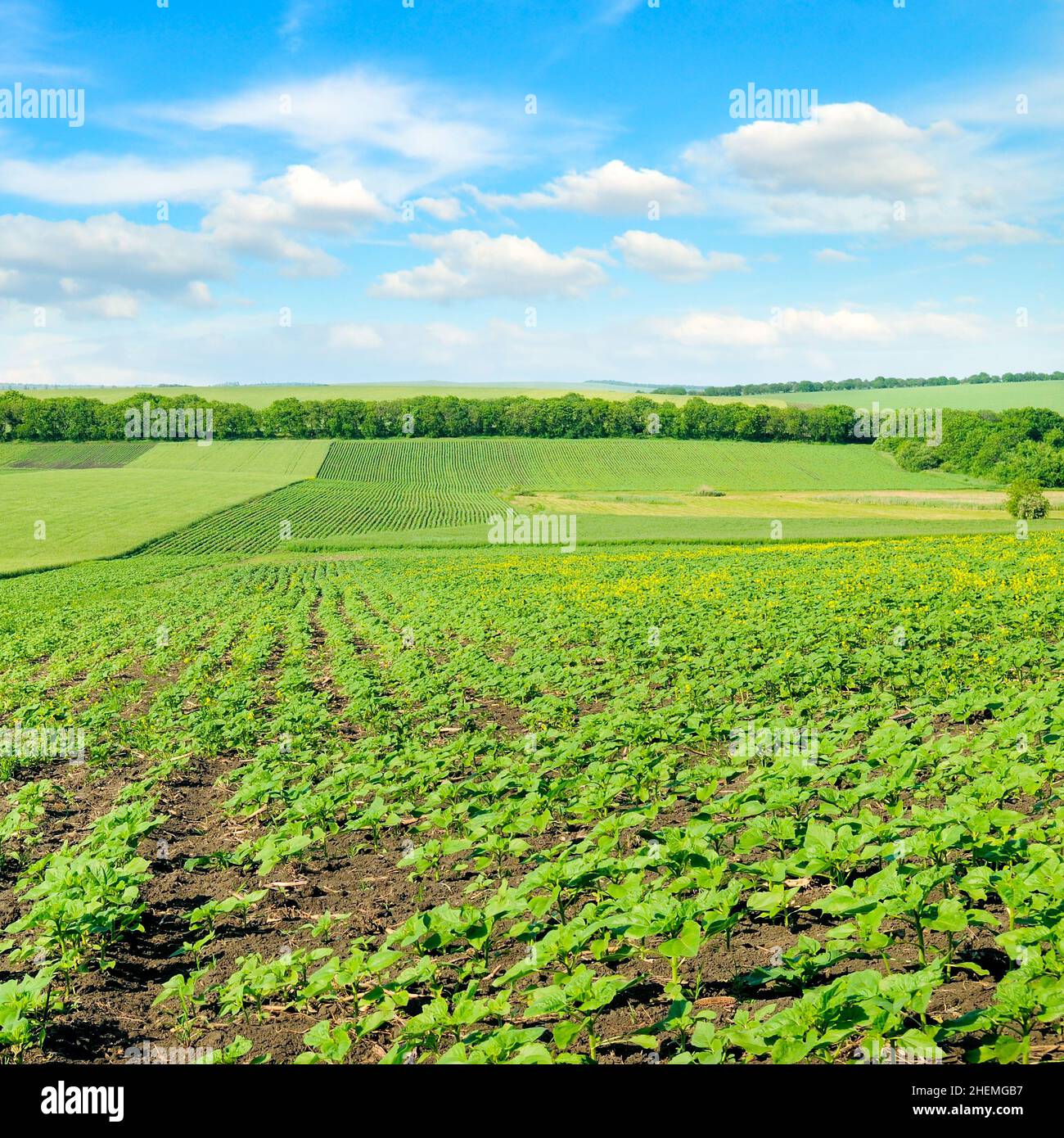 Hilly green field and blue sky. Agricultural landscape Stock Photo - Alamy