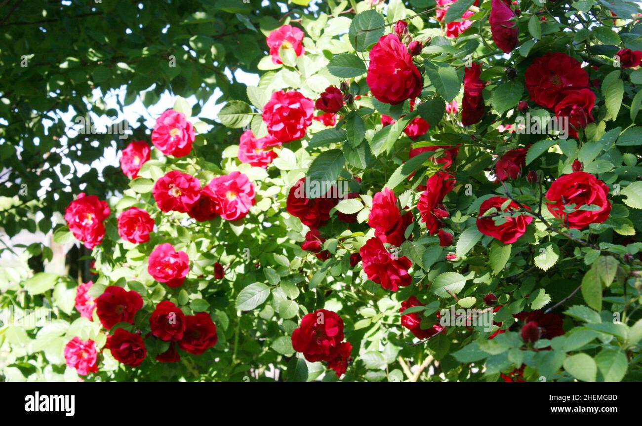 Lots of red roses hi-res stock photography and images - Alamy