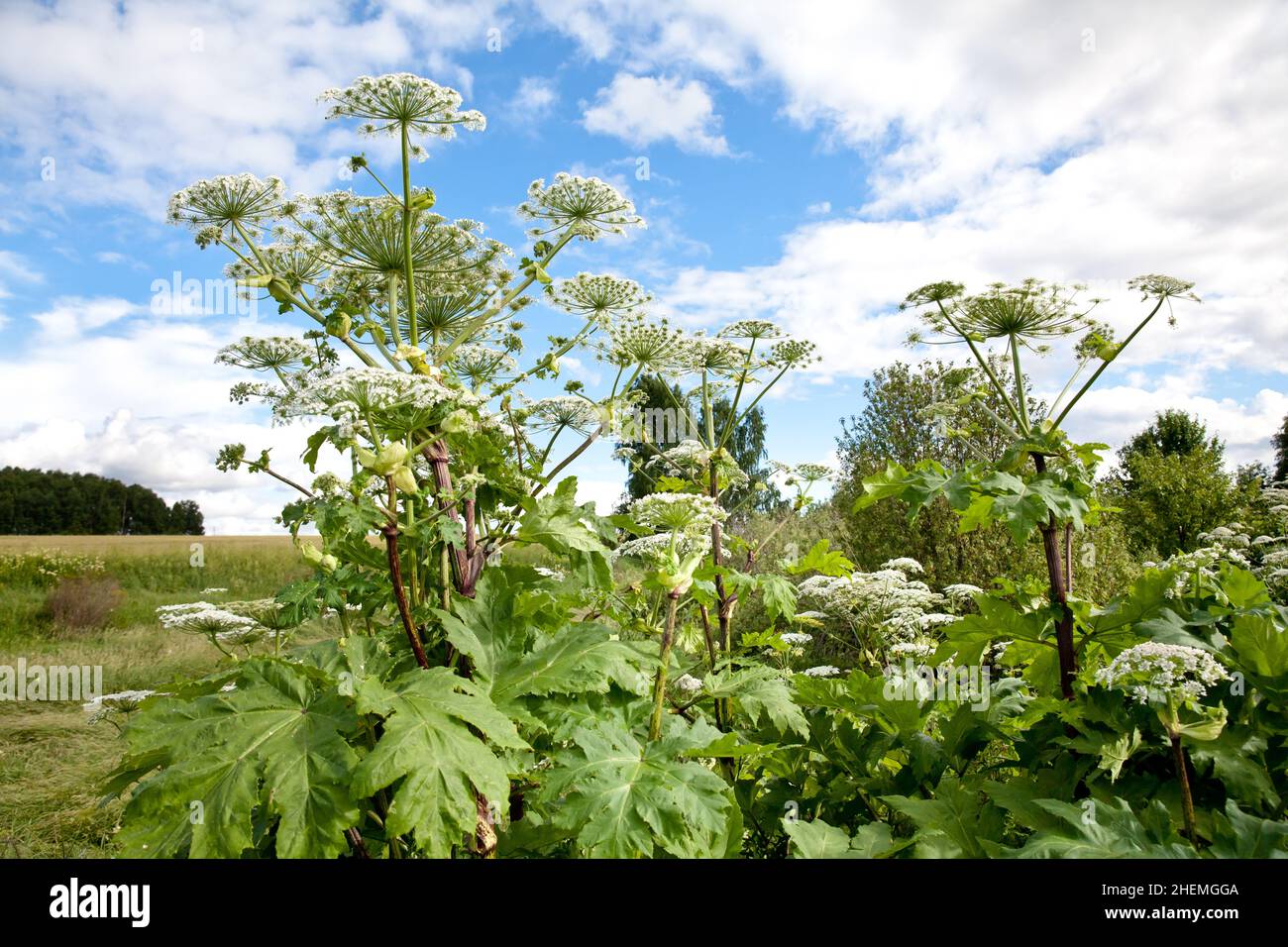 Lush Wild Giant Hogweed plant with blossom. Poisonous plant. Giant ...
