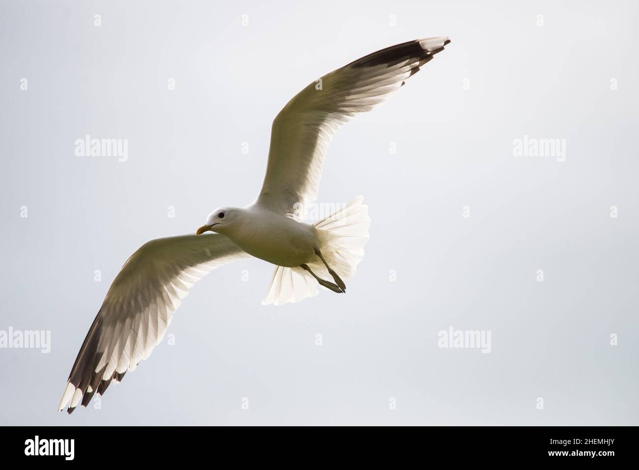 Common gull or sea mew (Larus canus), in flight Stock Photo - Alamy