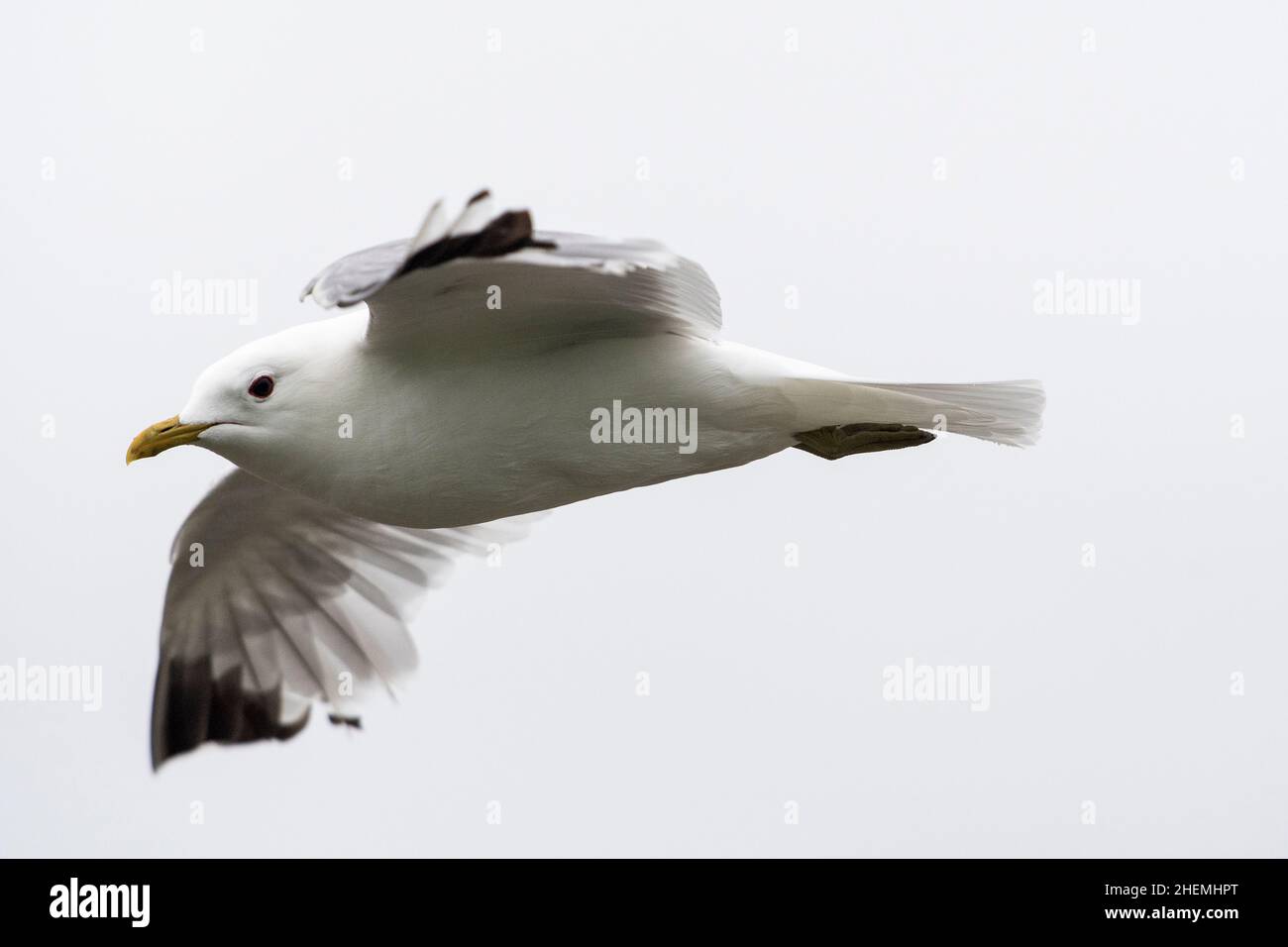 Common gull or sea mew (Larus canus), in flight Stock Photo - Alamy