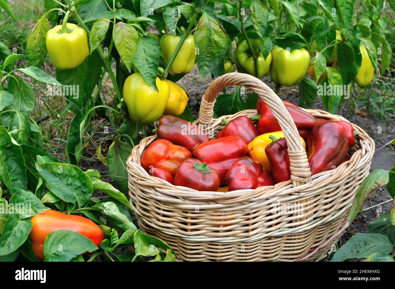 Paprika garden harvest hi-res stock photography and images - Alamy