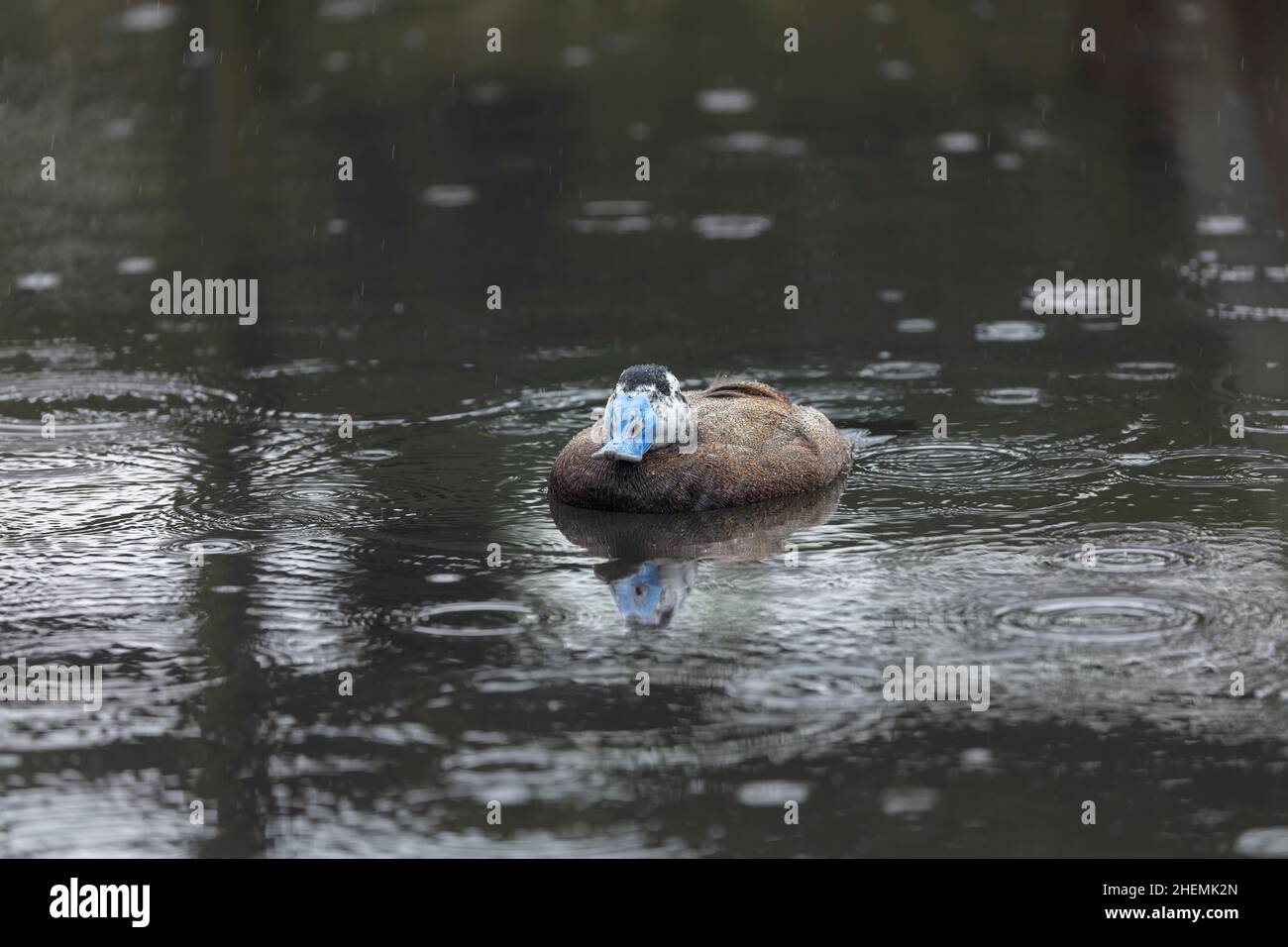 Duck in rain hi-res stock photography and images - Alamy