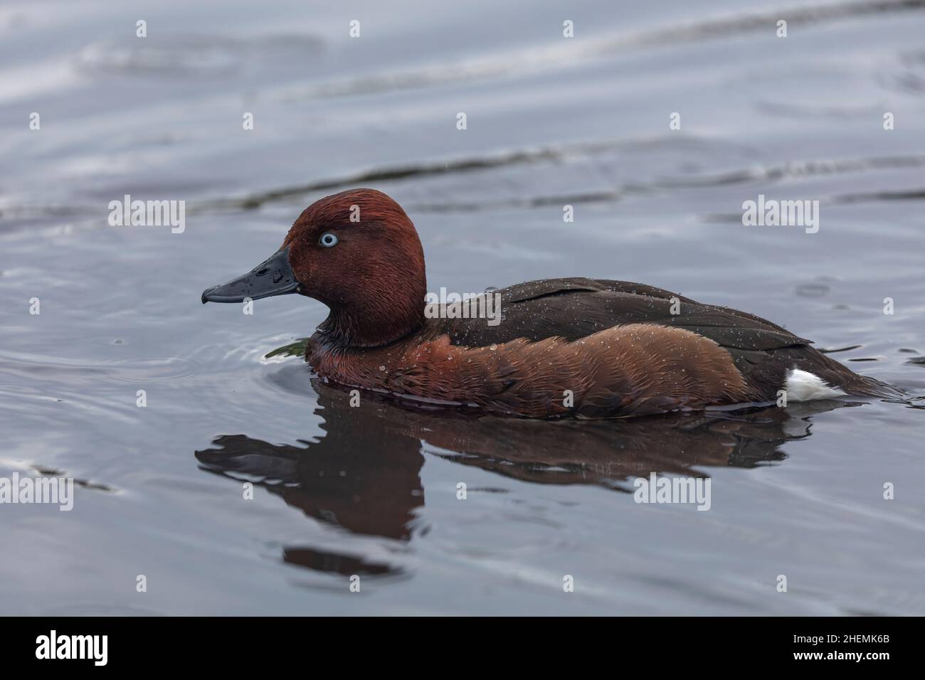 Ferruginous Duck on water Stock Photo - Alamy