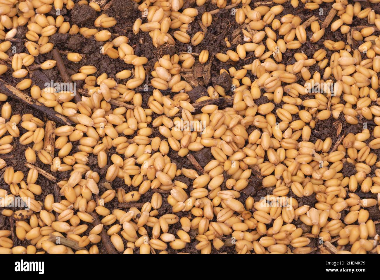 Wheat seeds planted above the substrate - Concept for growing wheat ...