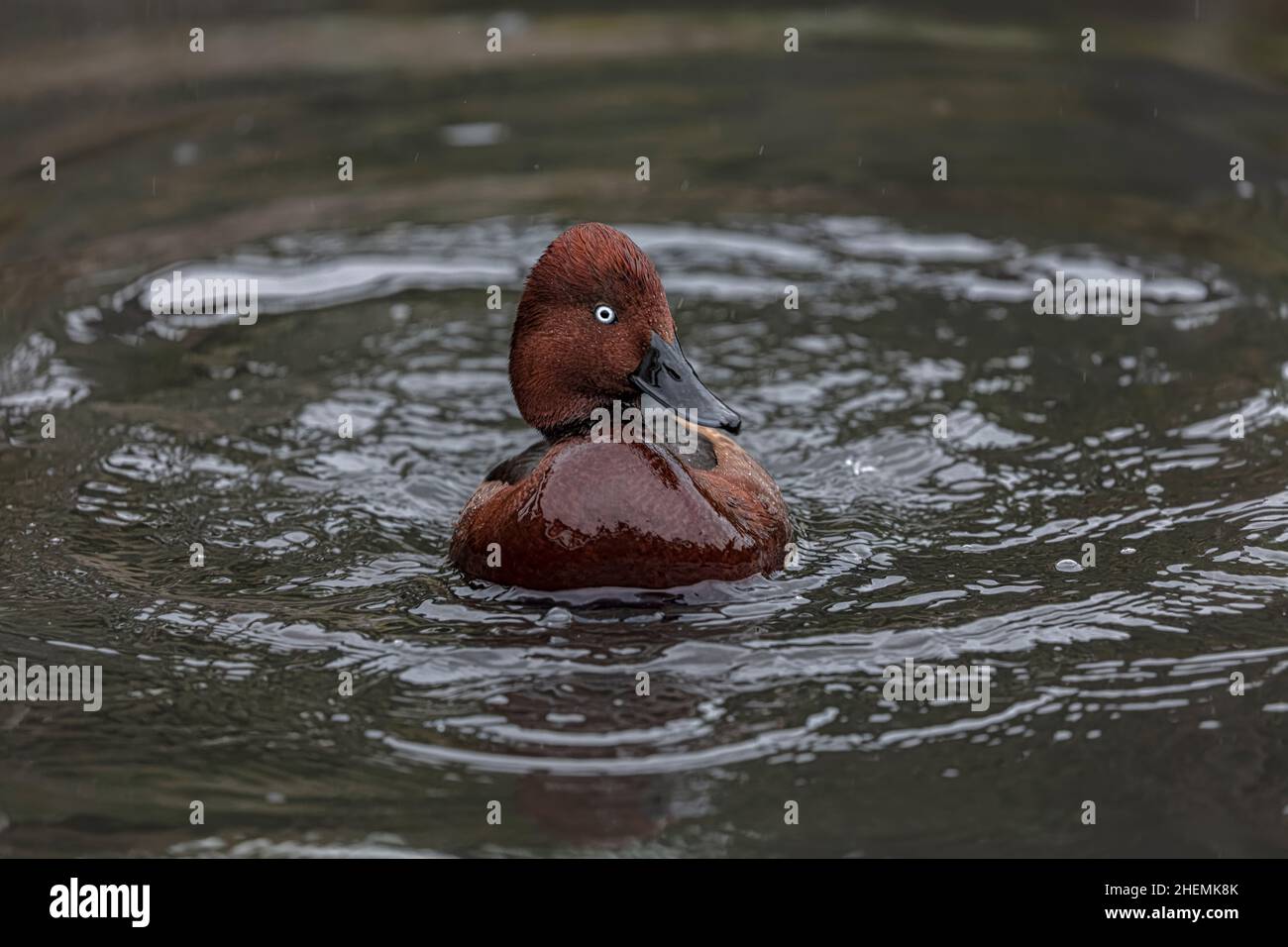 Brown duck in water Stock Photo - Alamy