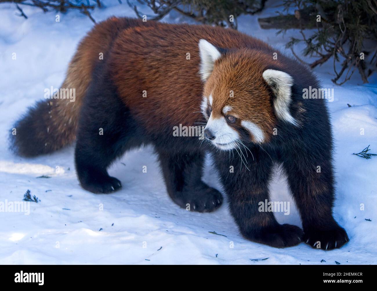 red panda Calgary Zoo Alberta Stock Photo - Alamy